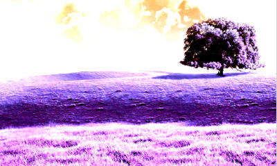 Learn How to Create Horizontal Image Transition Effect in Flash | EntheosWeb