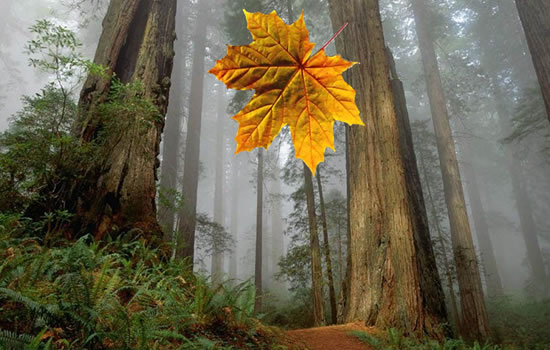 Awesome Html5 Canvas Animations And Applications Entheosweb 